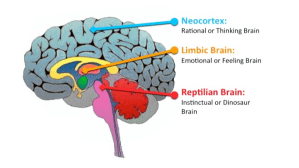 Meet Your Two Brains: The Wizard and The Lizard – Building Bridges To ...